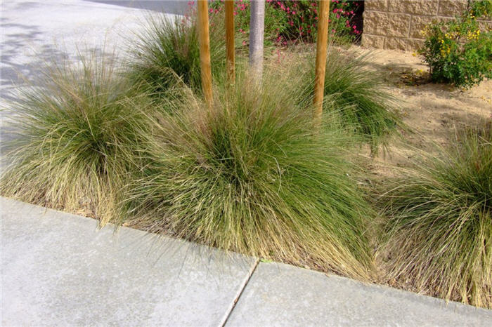 Atlas Fescue